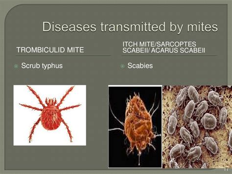 Flea Louse Mites And Ticks