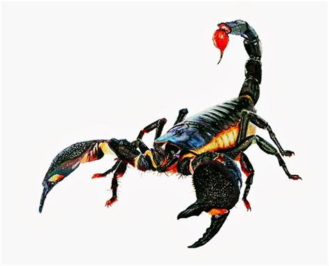 Pin De Chilanos En Escorpiones Scorpions Tatuaje De Escorpión