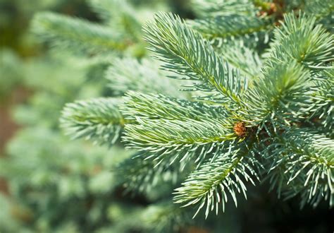 10 Best Spruce Trees To Plant Pros And Cons Of Major Types Tree Journey