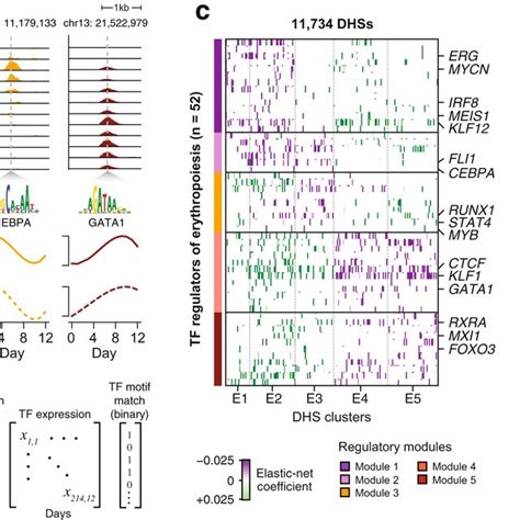 Systematic Modeling Of Cis And Trans Element Temporal Interactions Download Scientific