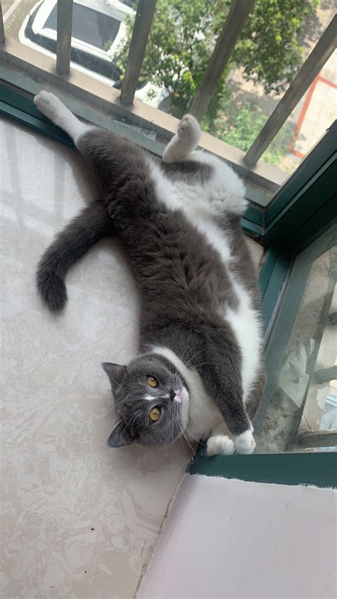 自我介绍 daisyyyyyyyyyy github io