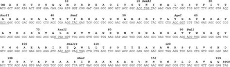 Redesigned T7 Tag Mature Streptavidin Gene Sequence Including The
