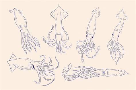Premium Vector Squids Vintage Vector Illustration Set For A Menu