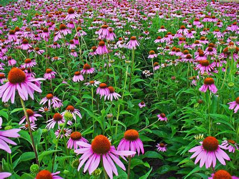 What Is Echinacea Does Echinacea Work For Common Cold And Flu