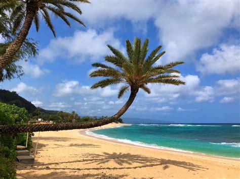 Sunset Beach Crooked Palm Tree North Shore Oahu