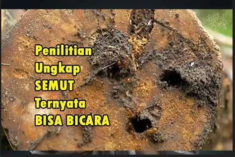 Ilmuwan Temukan Fakta Menarik Tentang Kemampuan Berbicara Semut Dalam
