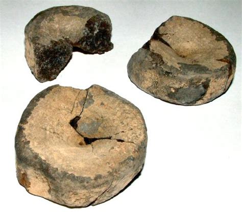 Lilstock Uk Fossil Collecting
