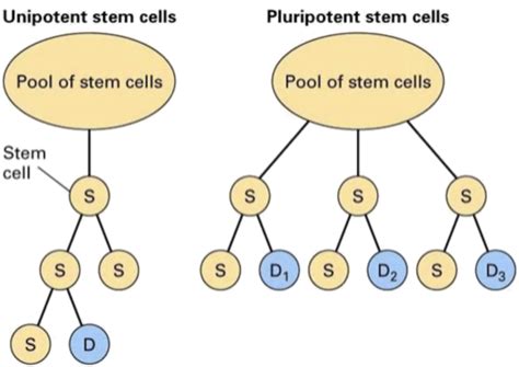 Exam 1 Lecture 7 Cells In Development Flashcards Quizlet