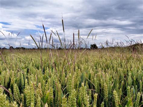Will Putting Grass Into Your Rotation Solve Your Black Grass Problem