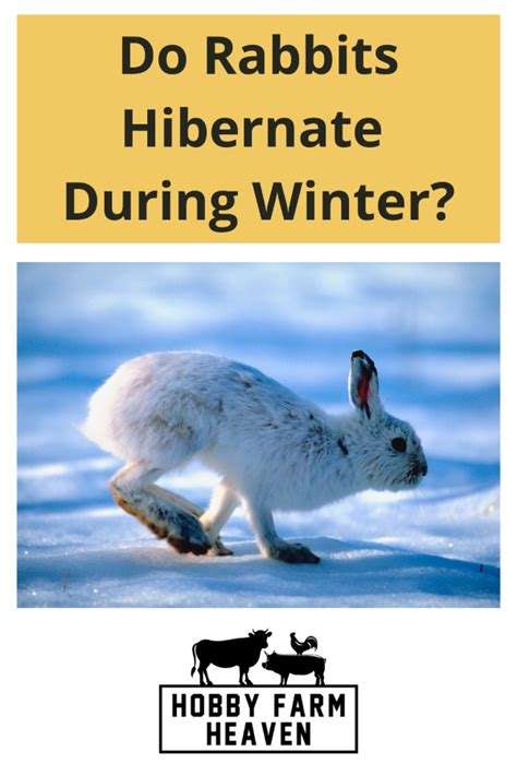 Do Rabbits Hibernate During The Winter · Hobby Farm Heaven