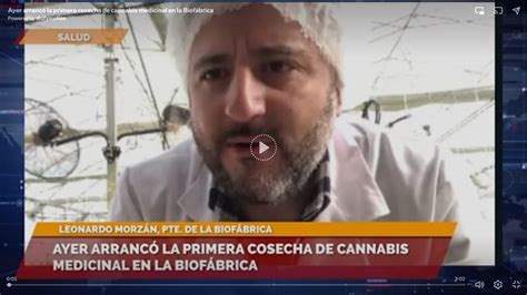 Ayer Arrancó La Primera Cosecha De Cannabis Medicinal En La Biofábrica