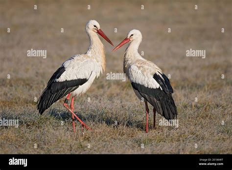 Breeding White Storks Hi Res Stock Photography And Images Alamy