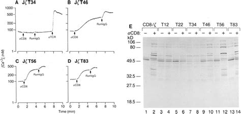 Analysis Of Proximal Signaling By Jurkat Clones Expressing Download Scientific Diagram