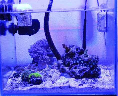 Flatworm Id And Help Reef2reef