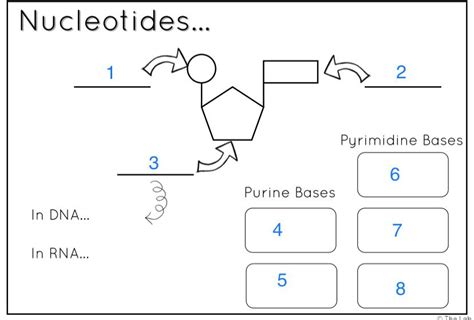 Solved Nucleotides Chegg
