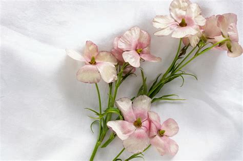 흰색 린넨 패브릭 배경 상단 보기에 분홍색 꽃 Ranunculus 프레임 공간을 복사합니다 꽃 카드 꽃 모형 배경 0명에 대한