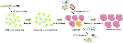 含有抗菌肽的诱饵微藻用于控制 Argopecten Irradians 水产养殖中的弧菌感染 Aquaculture X Mol