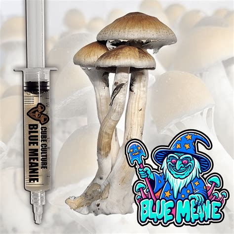 Blue Meanie Cubensis Not Pan Cyans Genuine Isolated P Cubensis