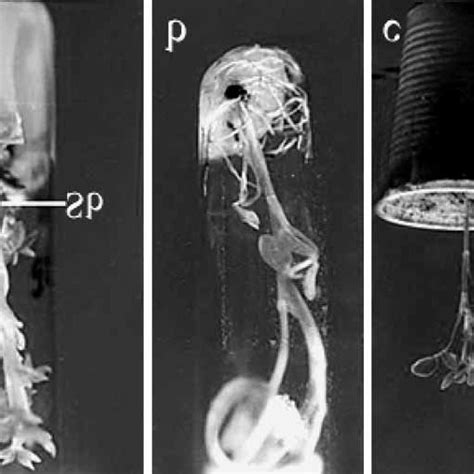 Multiple Shoot Formation From Cotyledonary Node Explant In Five