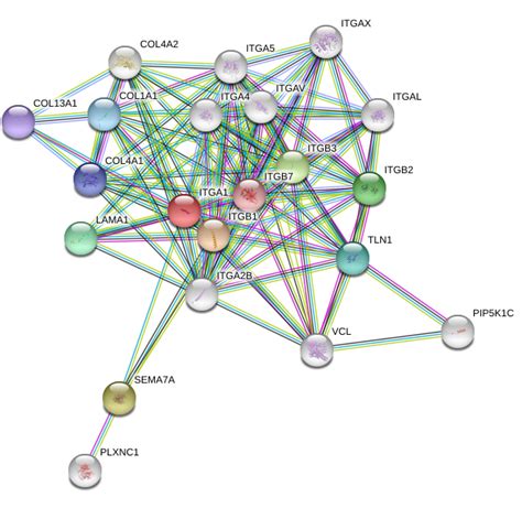 Itga1 Integrin Alpha 1 Protein Overview Sino Biological