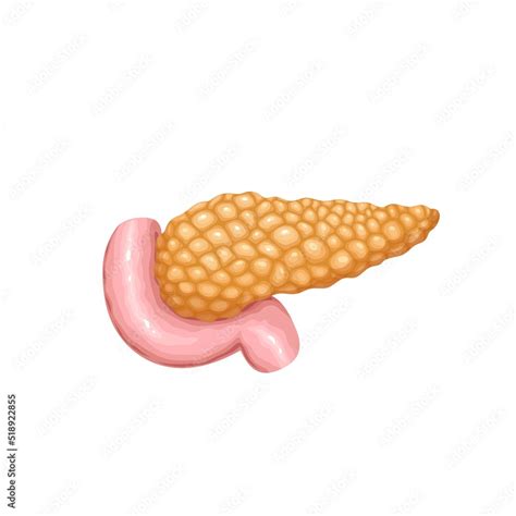 Pancreas Human Internal Organ Of Digestive And Endocrine System Vector