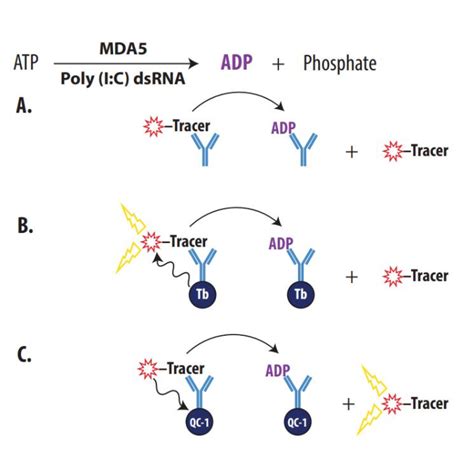 Enzolution™ Mda5 Tr Fret Assay System Adipogen Life Sciences Hts