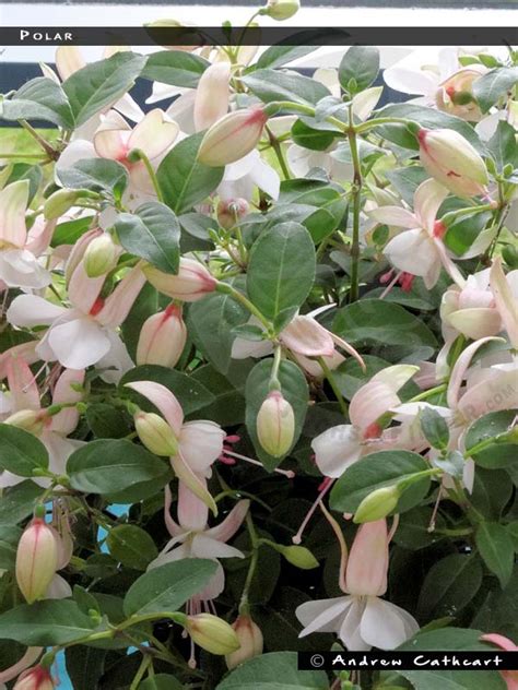 Polar Polar Fairy Fuchsiafinder