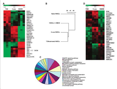 Comparative Gene Expression Analysis Of 30 D Tcm Exposed Hmscs