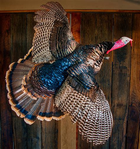 Wild Turkey Trophy Photograph By Gene Sherrill Fine Art America