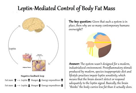 Leptin Mediated Control Of Body Fat Mass Eirik Garnås