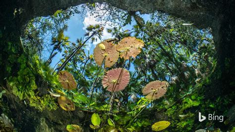 Pesquisa Microsoft Bing