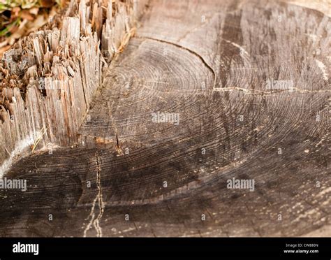 Counting Tree Rings Hi Res Stock Photography And Images Alamy