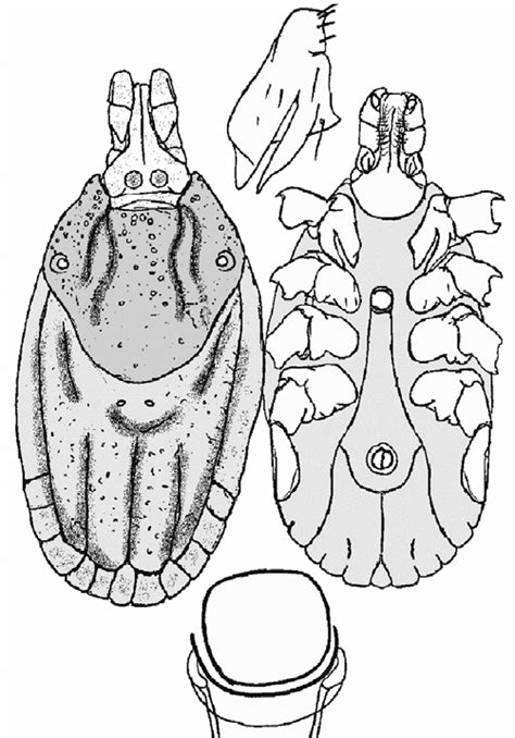A Hyalomma Marginatum Marginatum Femelle Download Scientific Diagram
