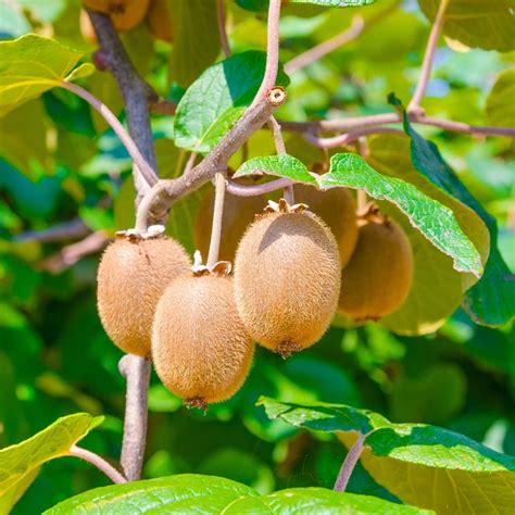 Solo Kiwi Plant Roots Plants