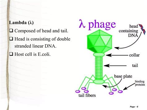 Bacteriophages Pptx