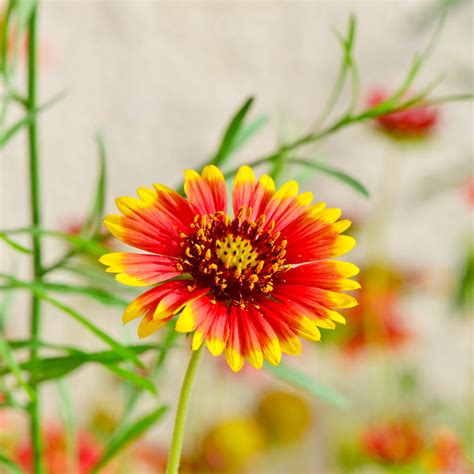 Organic Dwarf Goblin Gaillardia Seeds Gaillardia Grandiflora Compa