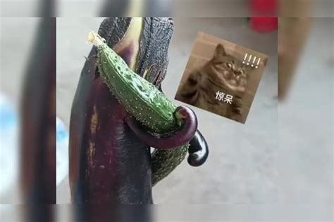 网友晒茄子抱黄瓜这注定是一场跨越种族的爱恋
