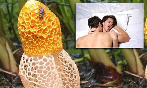 Phallic Mushroom Releases Hormone Like Compounds To Excite With A Single Sniff Daily Mail Online