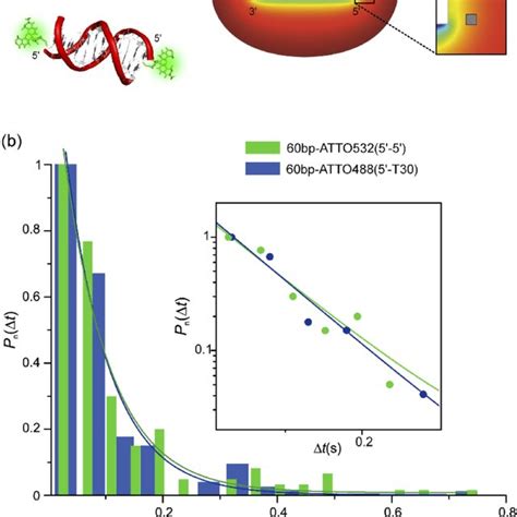 A Schematic Representation Of Two Species Of 60bp Dsdna Molecules Download Scientific