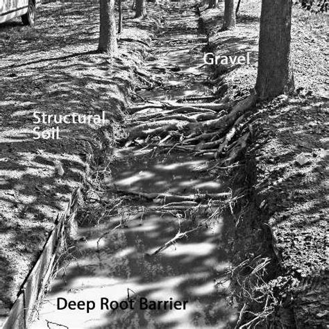 Sidewalk Lifting Directly Adjacent To London Plane Trees Caused By Tree Download Scientific