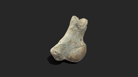 Humerous Fragment 3d Model By Msp Paleo [e9ad8f2] Sketchfab