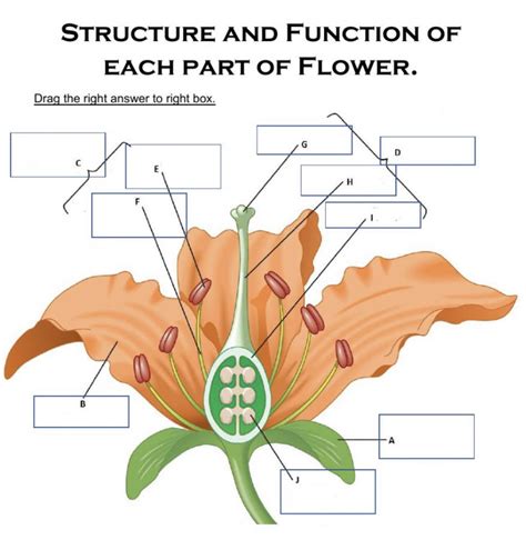 Diagram Of Flower Structure Quizlet