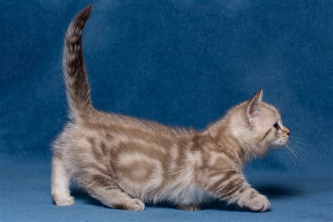 All About Tabby Cat Colours And Patterns Cat World
