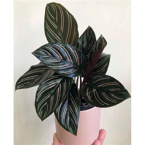 Jual Tanaman Hias Calathea Ornata Pinstripe Plant Meranti Garis