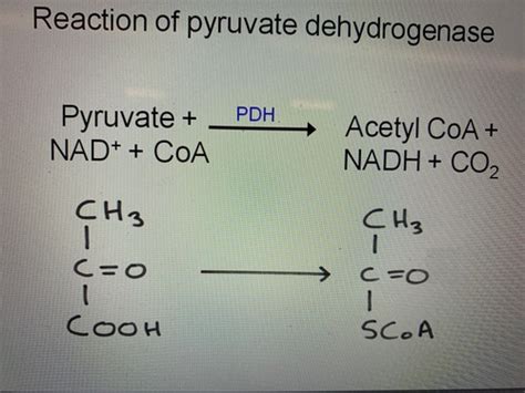 Pyruvate Dehydrogenase And The Tca Cycle Flashcards Quizlet