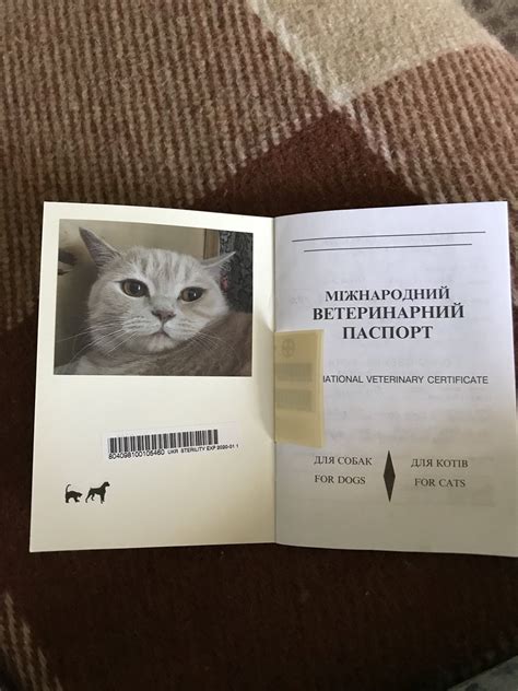 Паспорт кота картинки и фото Koshka Top