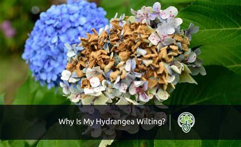What Bugs Come To Hydrangea Trees