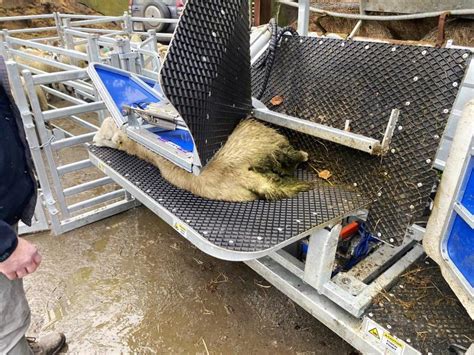 Sheep Management Blowfly Strike Shearing Documentation And SIS