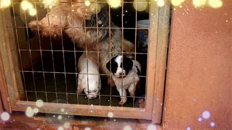 Loella Rose Red Snow White Youtube