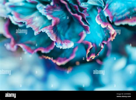 Retro Art Vintage Card And Botanical Concept Abstract Floral